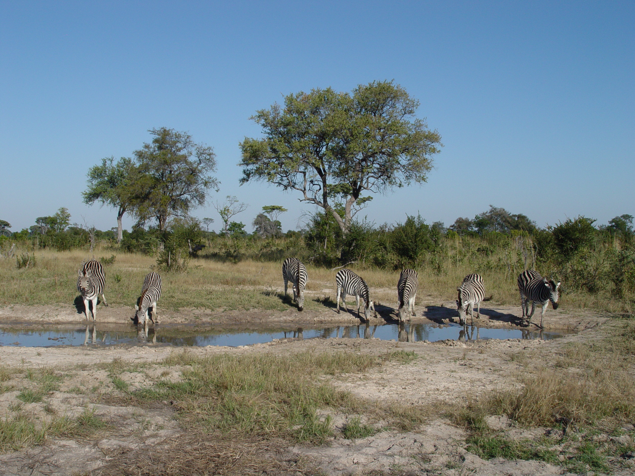 Zimbabwe Album